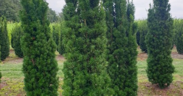 Taxus x media 'Rapid' – Tiszafa