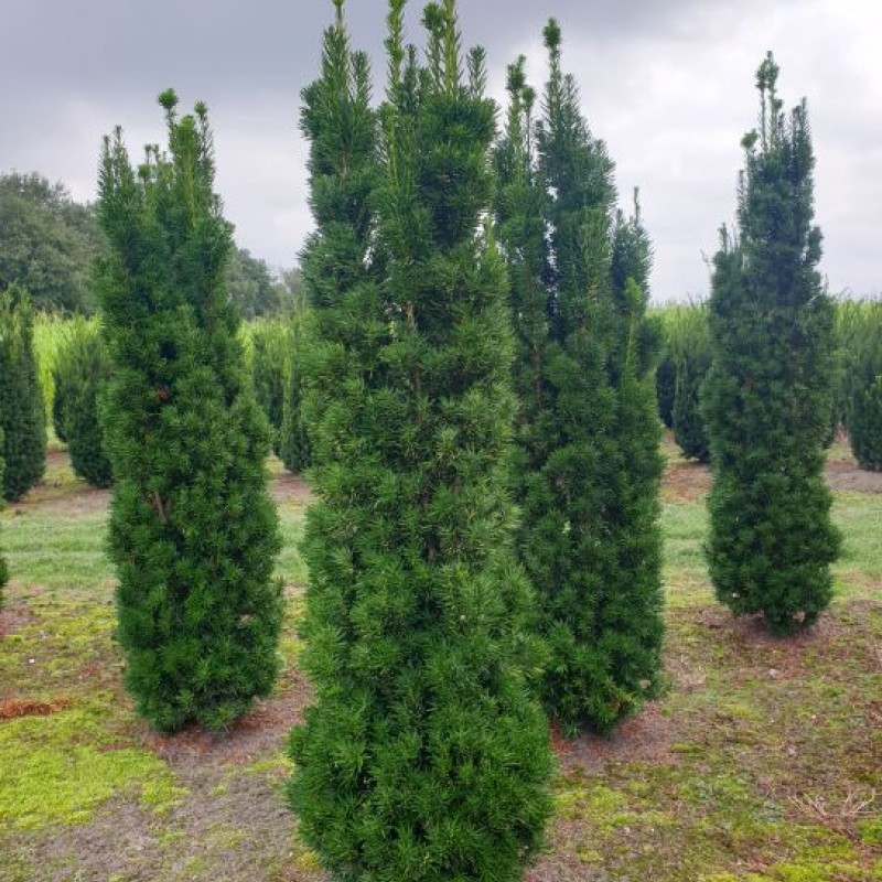 Taxus x media 'Rapid' – Tiszafa