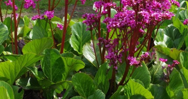 Bergenia ‘Bressingham Ruby’
