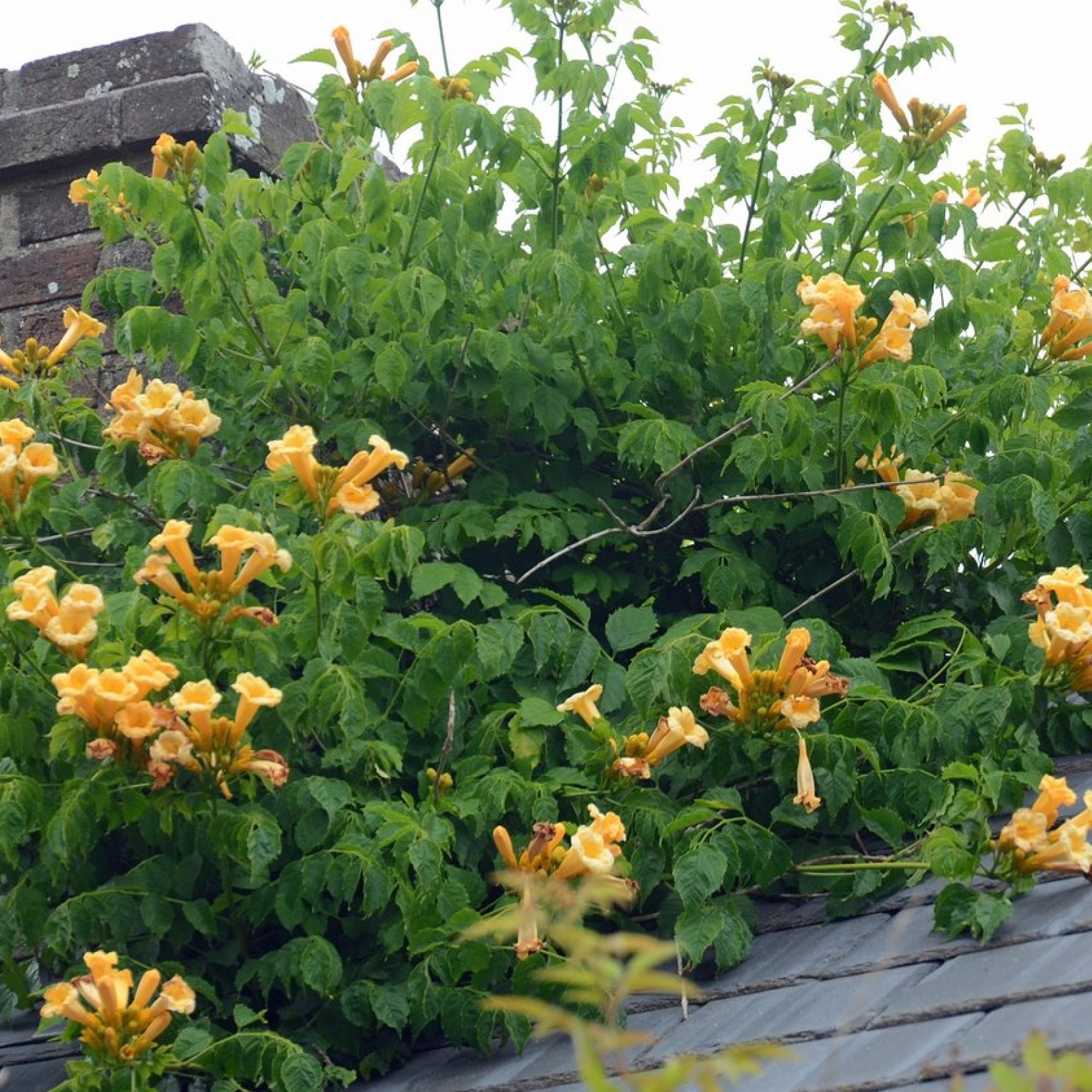 Campsis radicans Flava - Trombitafolyondár