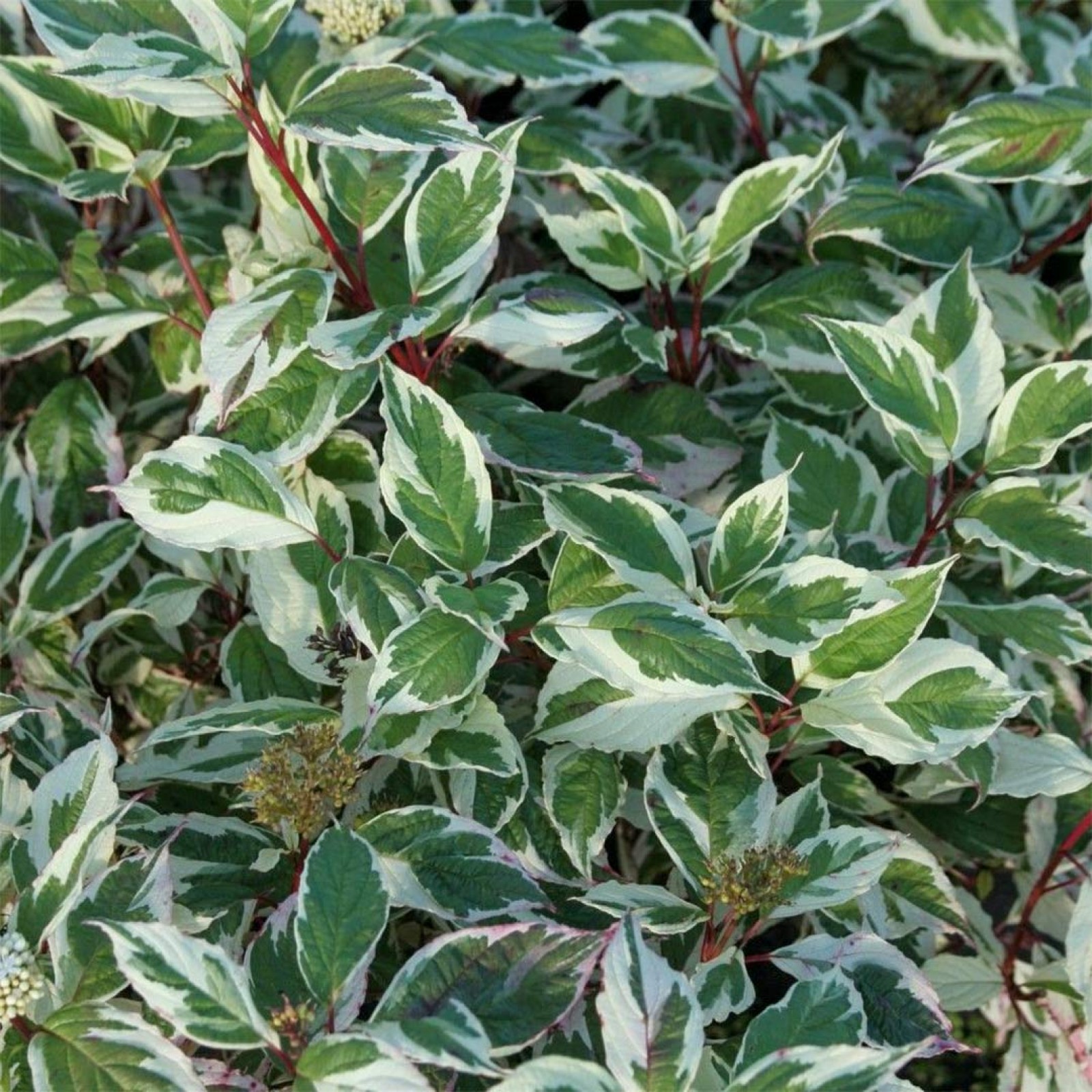 Cornus alba 'Sibirica Variegata' - Fehértarka som