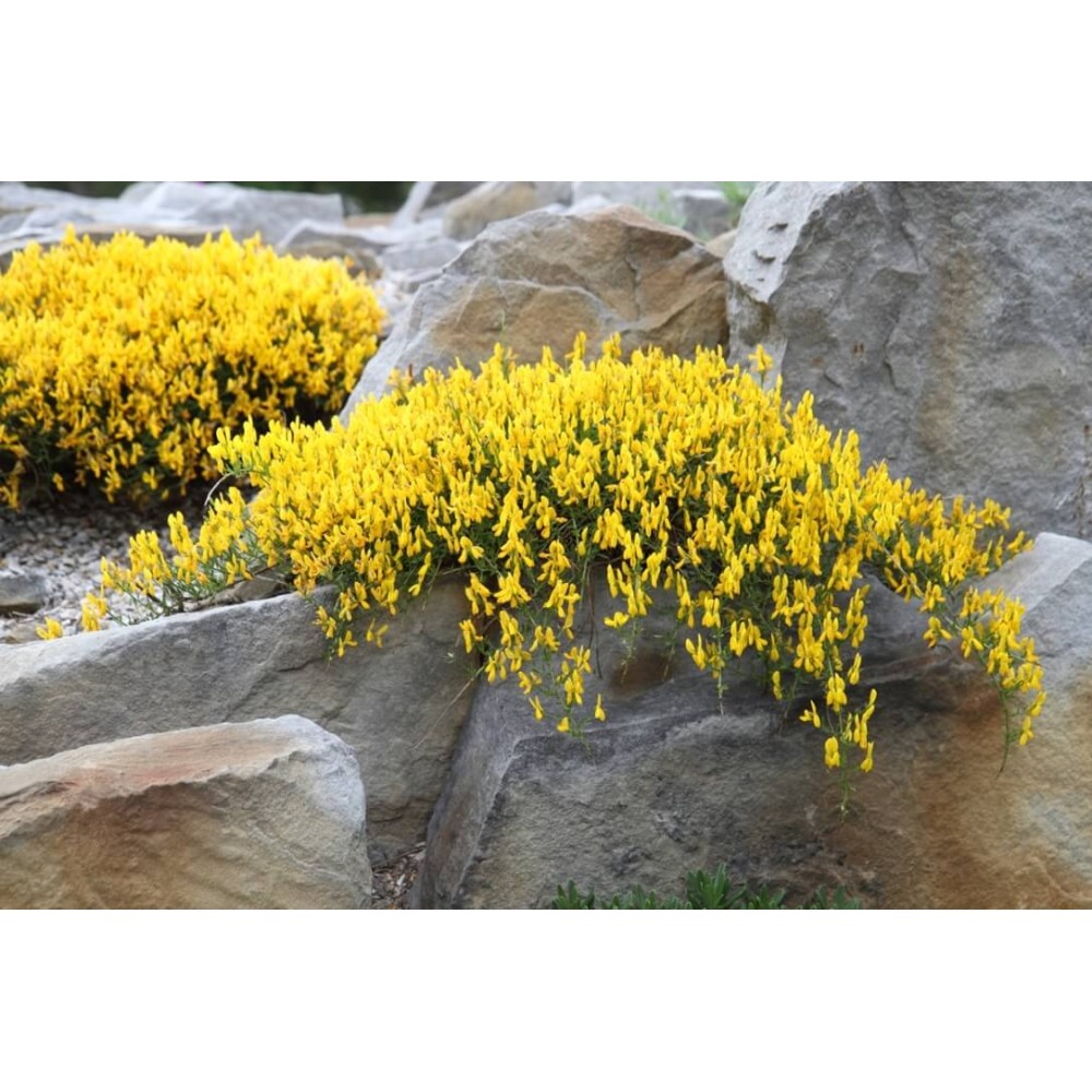 Genista lydia – Sárgavirágú rekettye