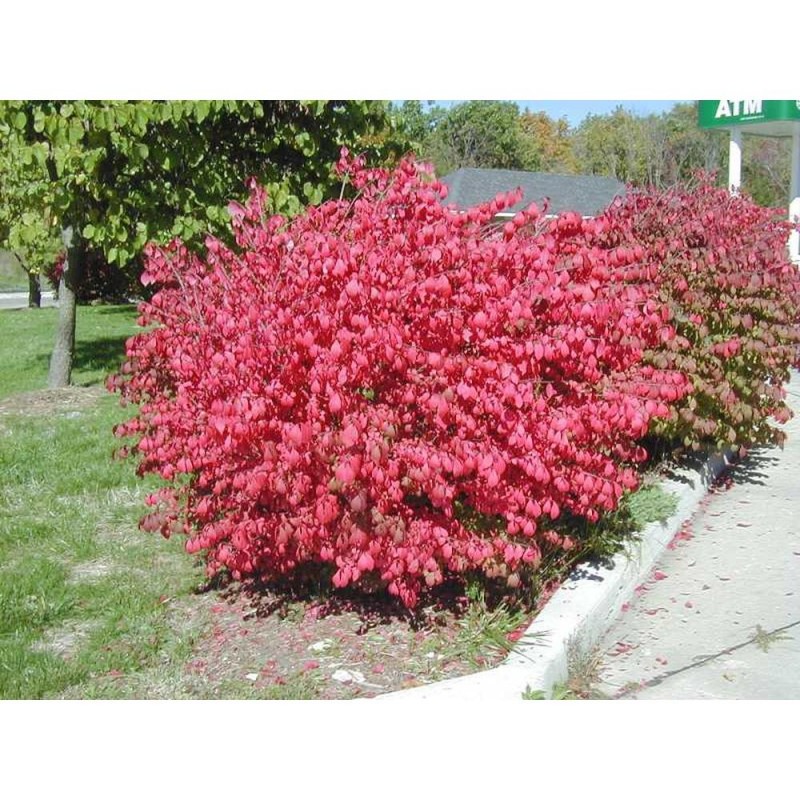 Euonymus Alatus - Compactus