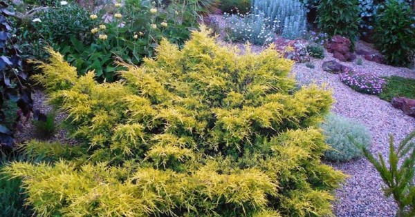 Terülő boróka (Juniperus x media OLD GOLD)